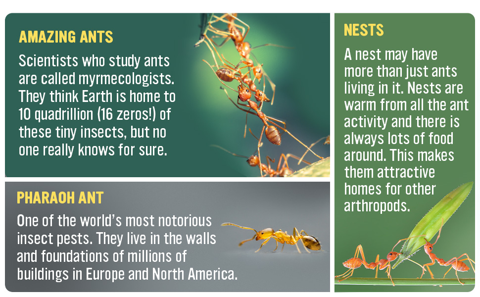 Ants for Kids: A Junior Scientist's Guide to Queens, Drones, and the Hidden World of Ants ...