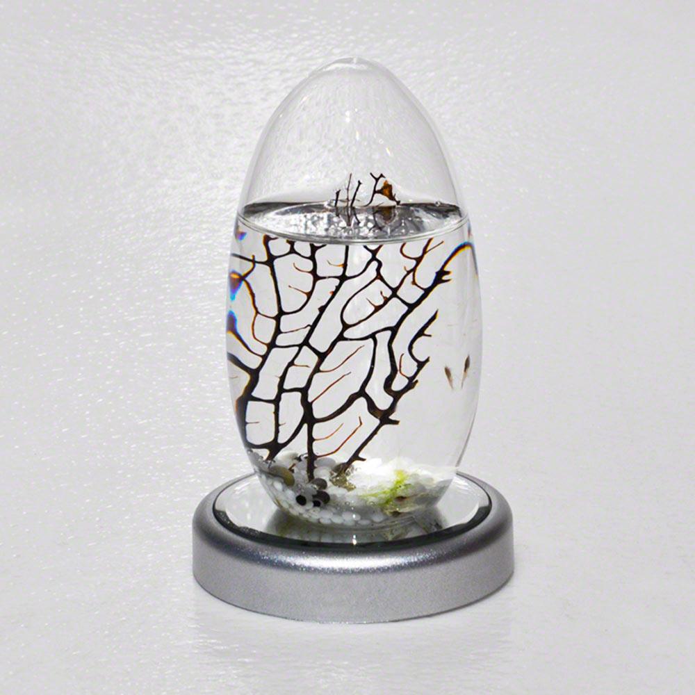 Amazon.com : EcoSphere Closed Aquatic Ecosystem, Small Pod with LED Base : Pet Supplies