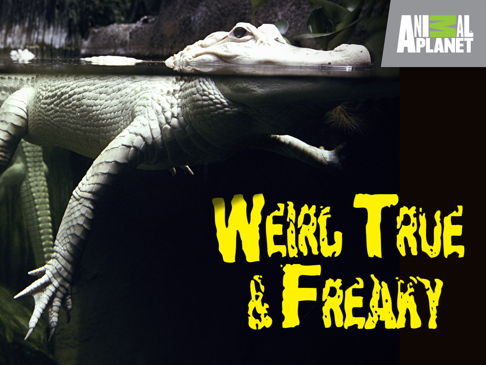 Prime Video: Weird True and Freaky Season 1