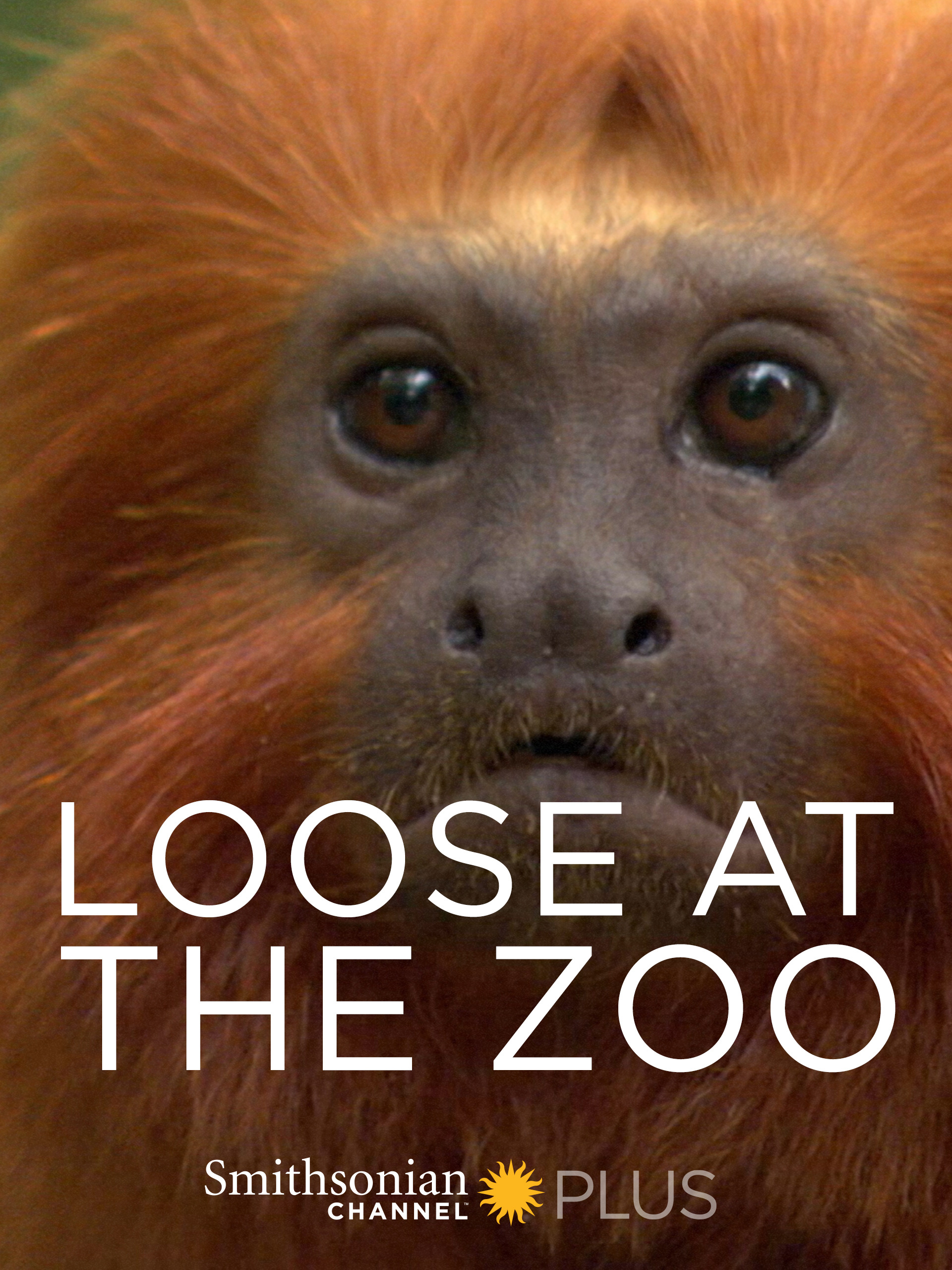 Prime Video: Loose at the Zoo