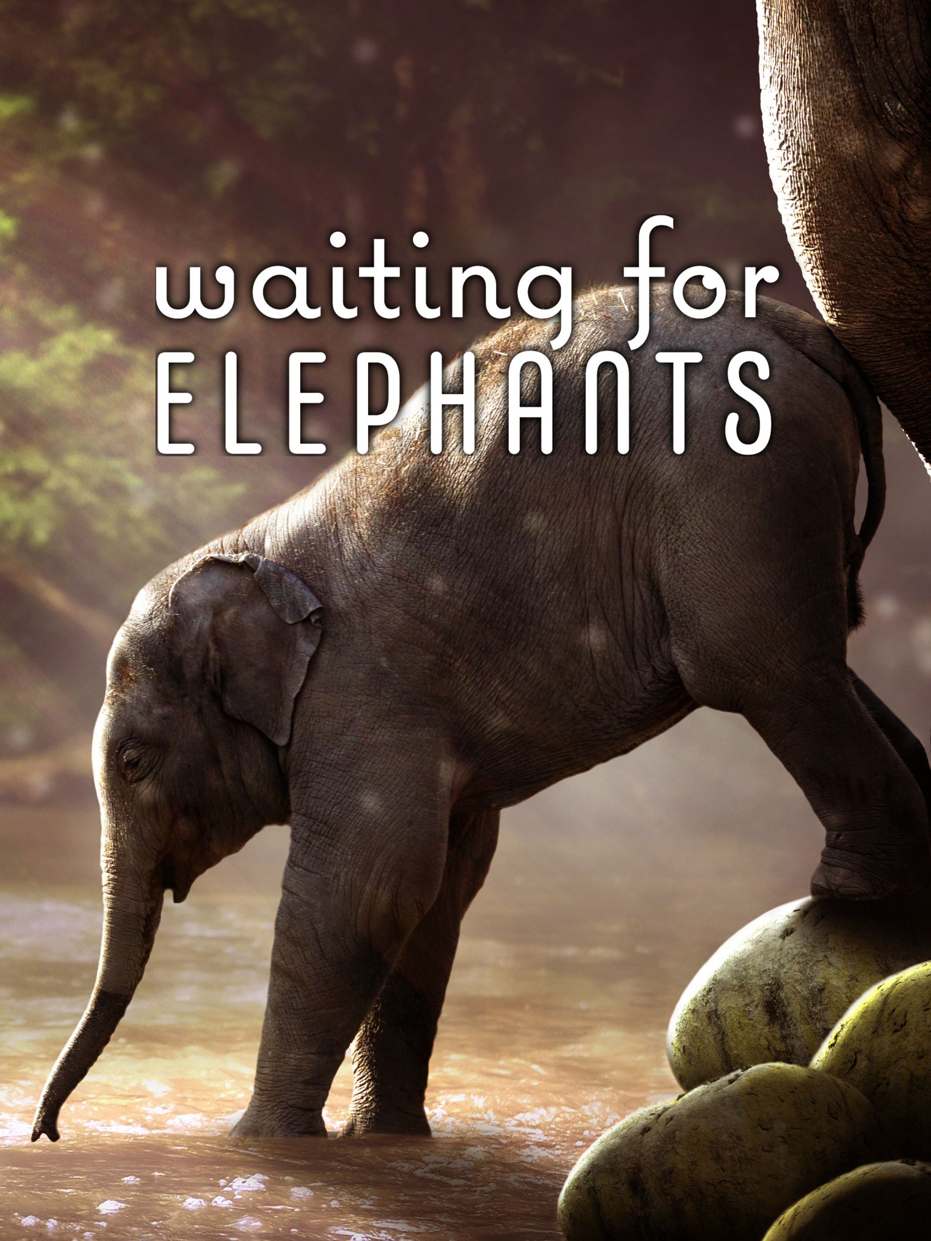 Prime Video: Waiting for Elephants