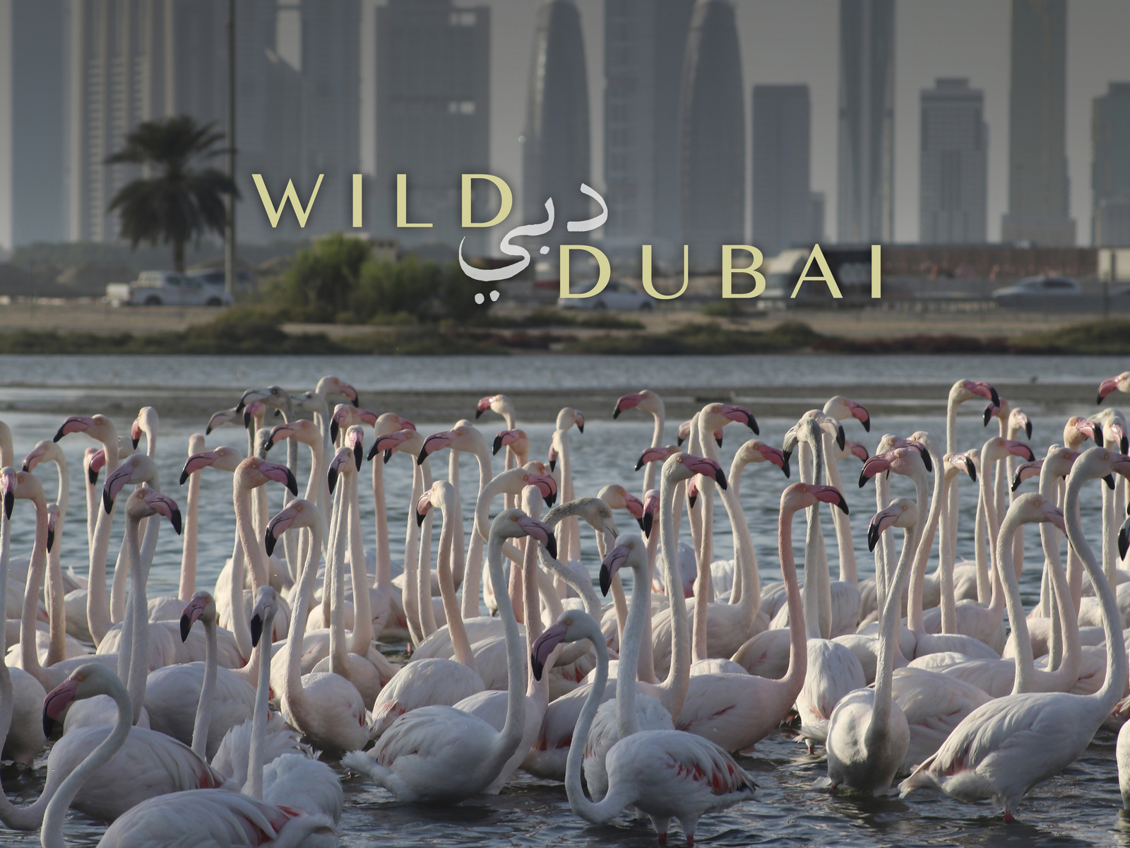 Prime Video: Wild Dubai - Season 1