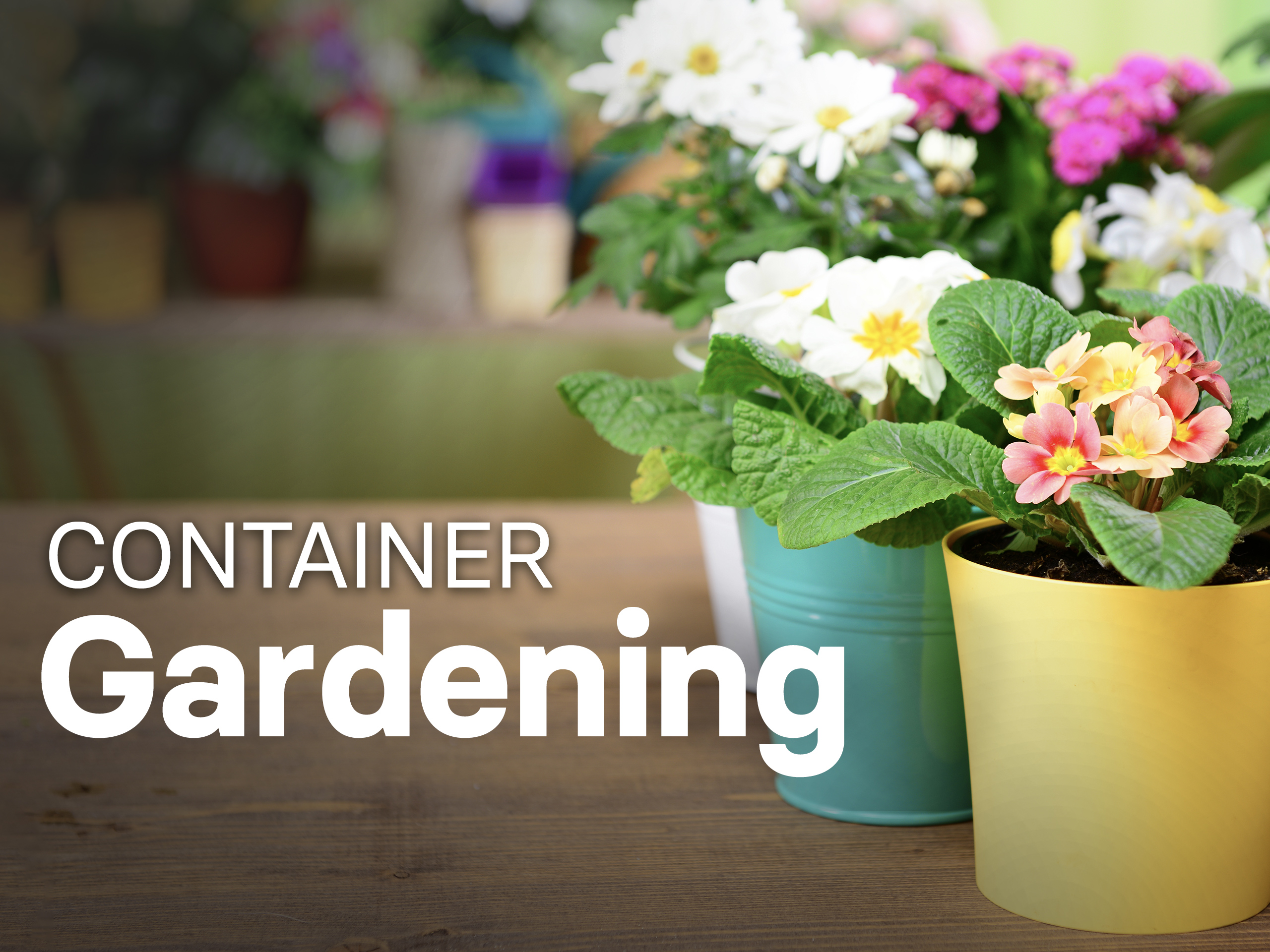 Prime Video: How to Grow Anything: Container Gardening Tips and Techniques