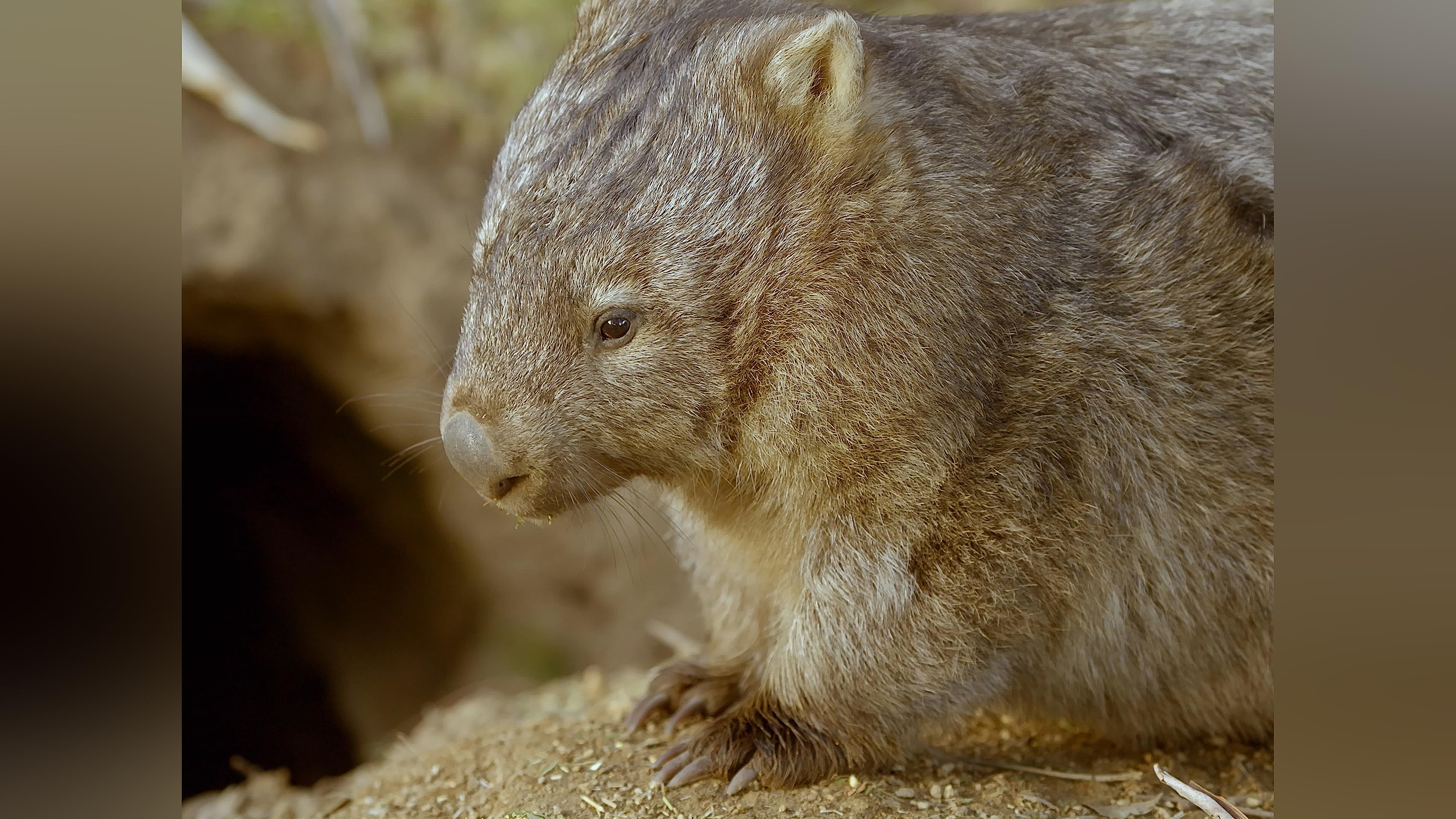 Wombat Pet Video