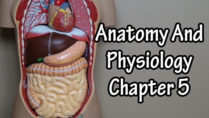 Watch The Amazing Human Body | Prime Video