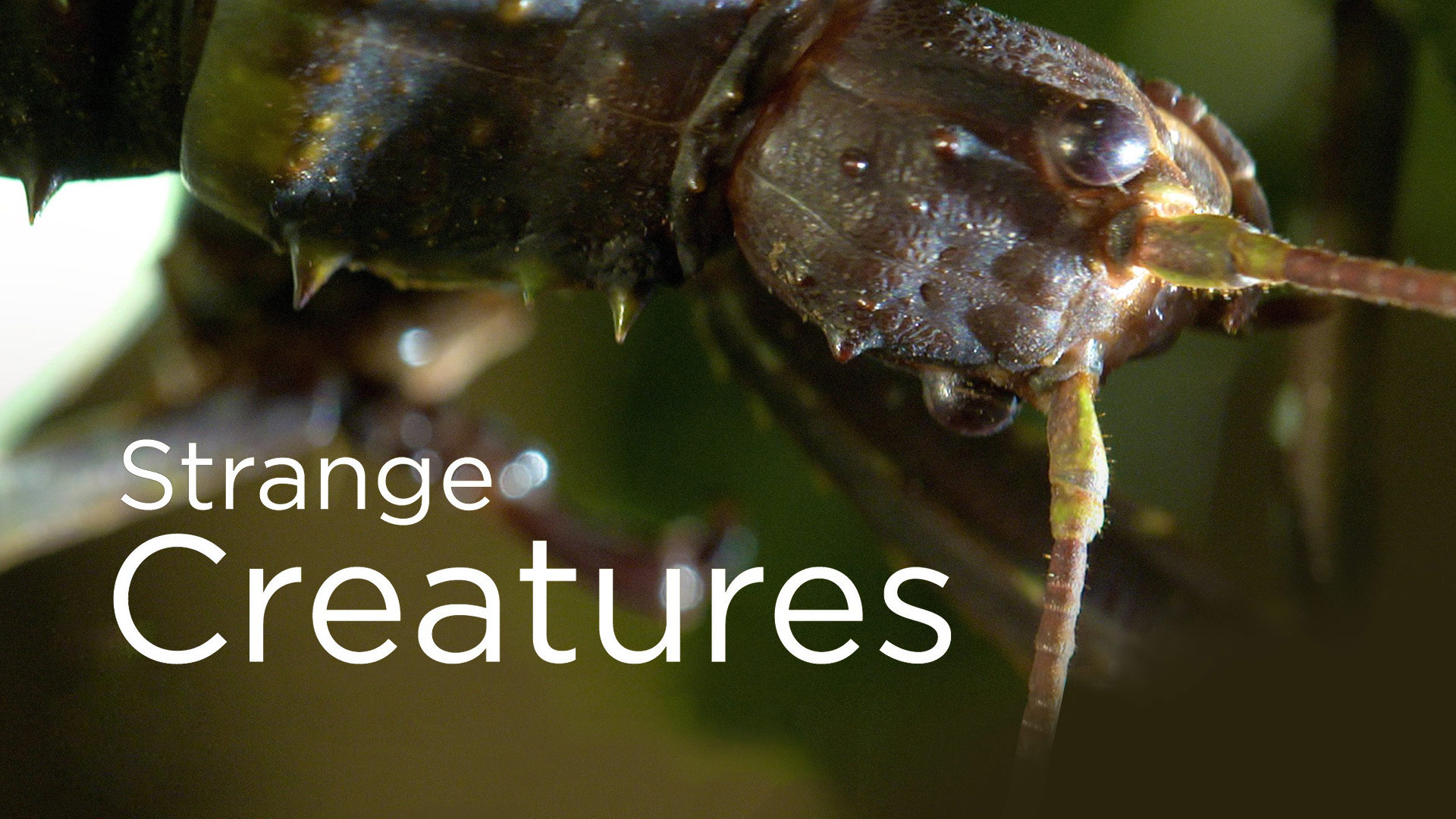 Watch Critter Quest Season 1 | Prime Video