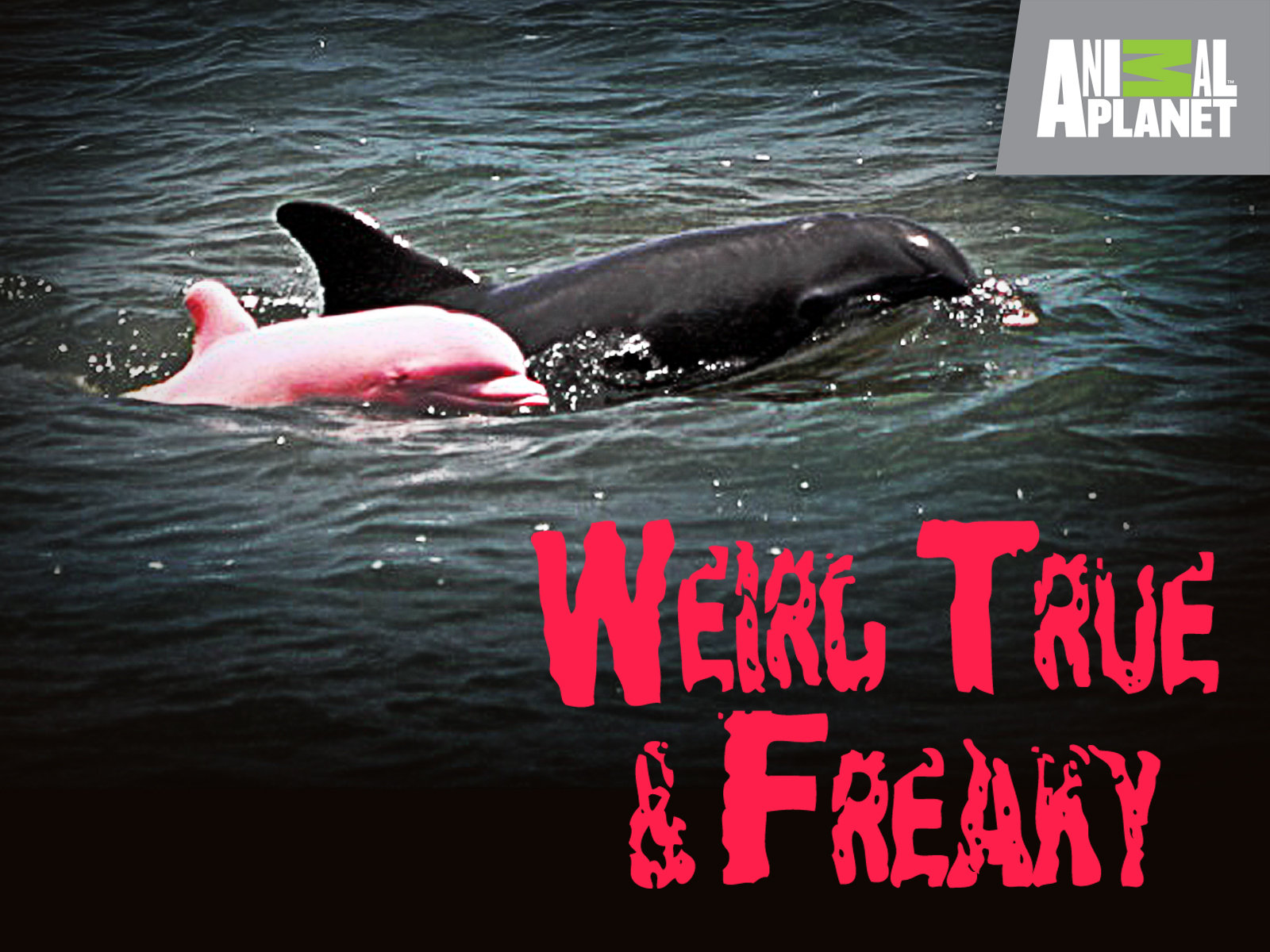 Prime Video: Weird True and Freaky Season 3