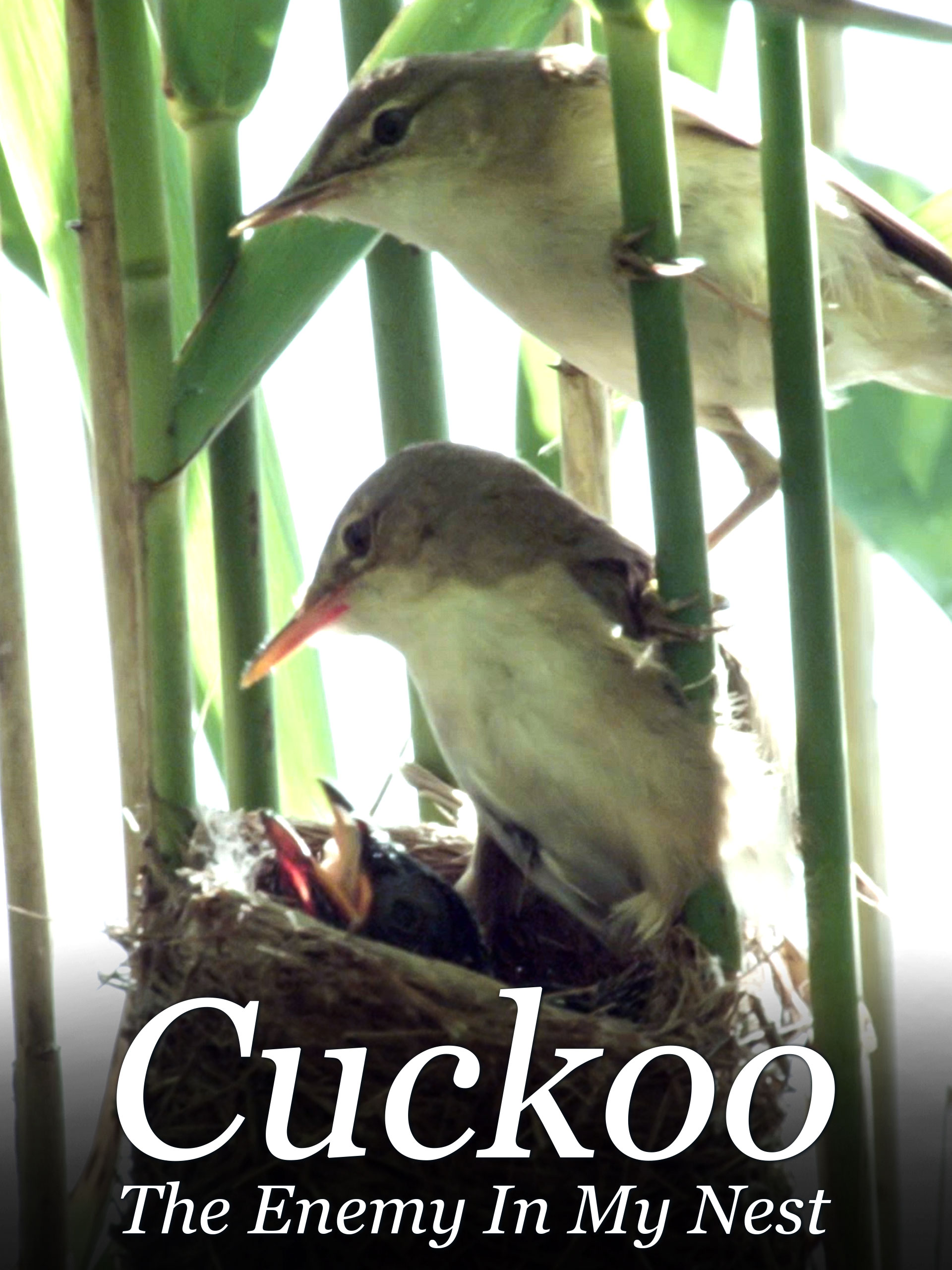 Prime Video: Cuckoo - The Enemy In My Nest