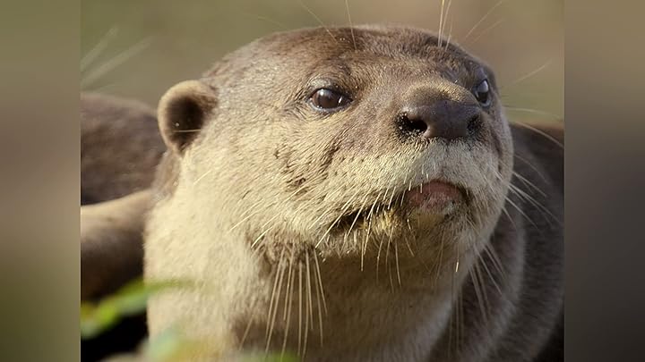Watch Otter Dynasty - Season 1 | Prime Video