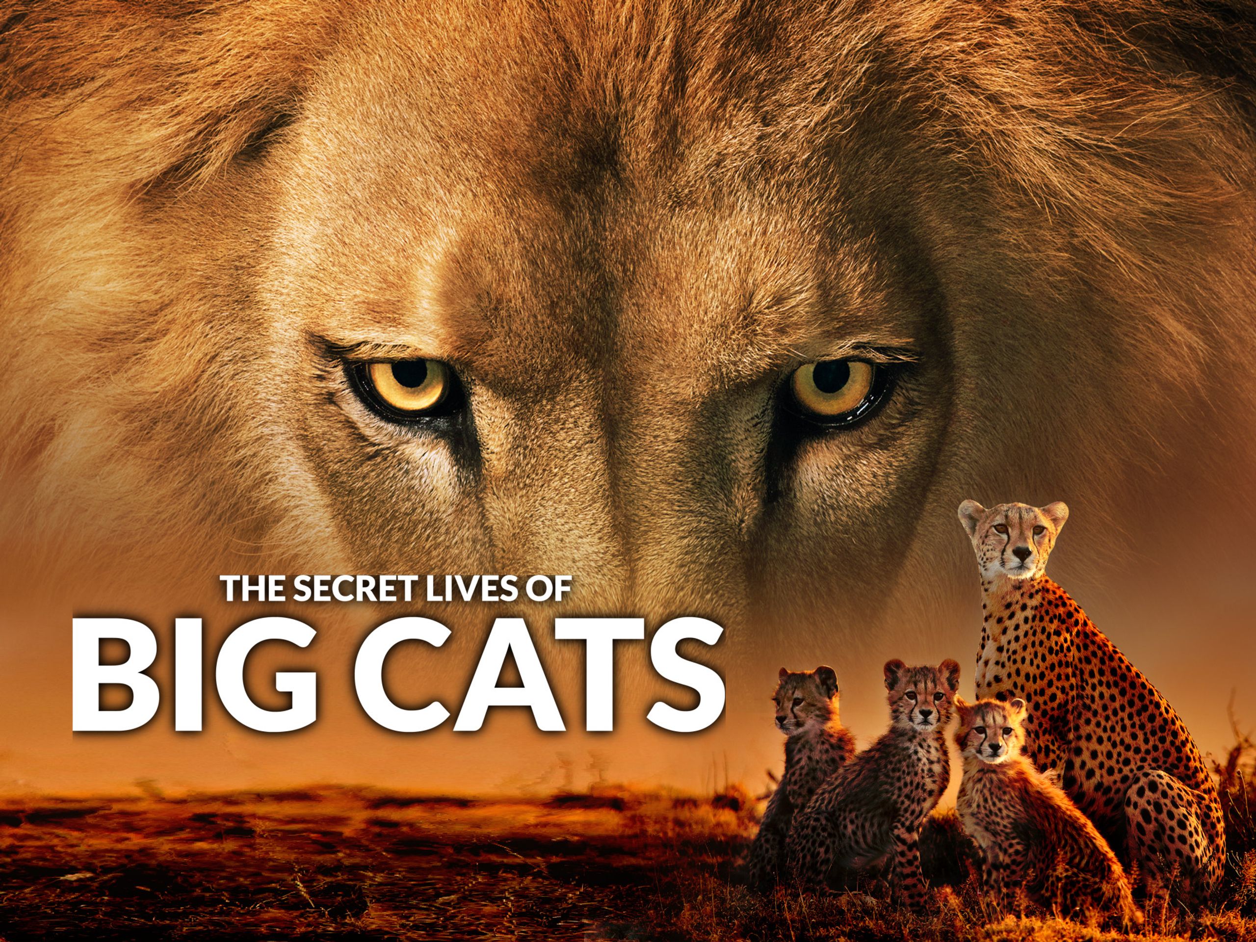 Prime Video: The Secret Lives Of Big Cats - Season 1