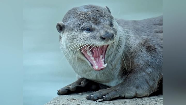 Watch Otter Dynasty - Season 1 | Prime Video