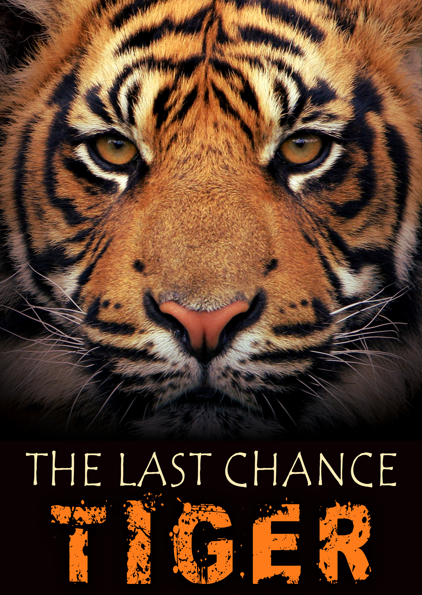 Prime Video: Last Chance Tiger