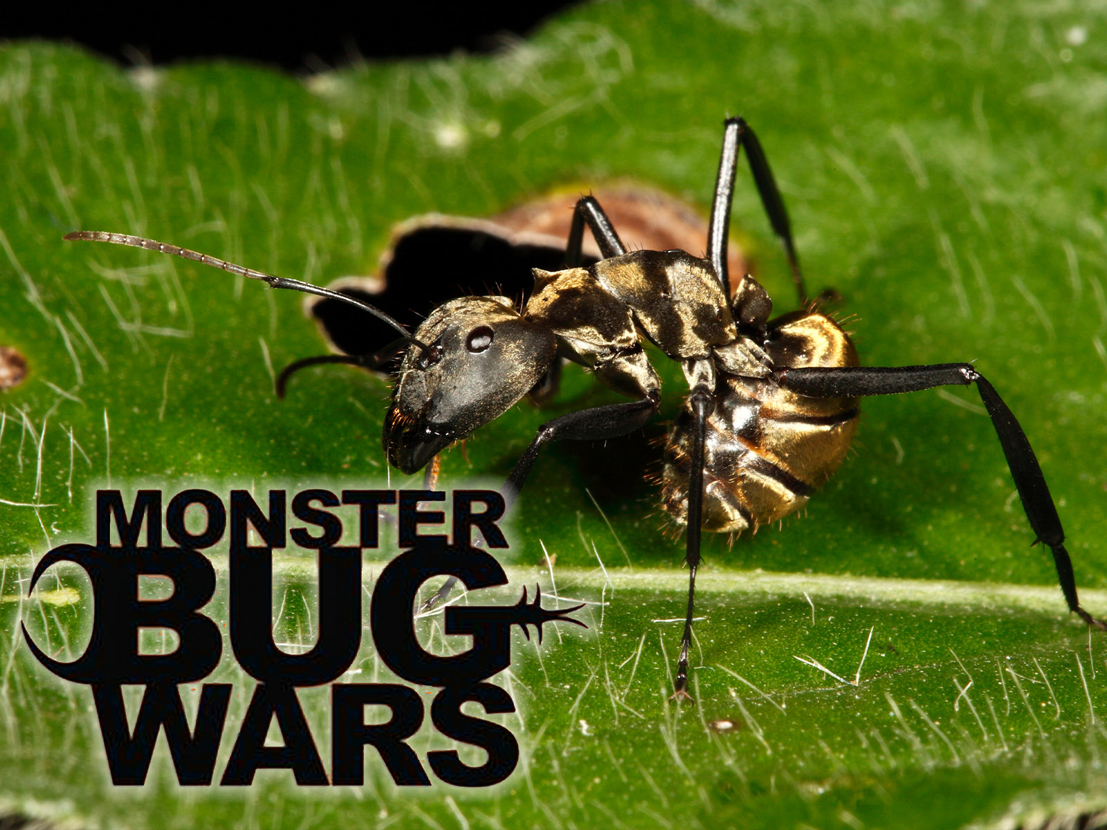 Prime Video: Monster Bug Wars