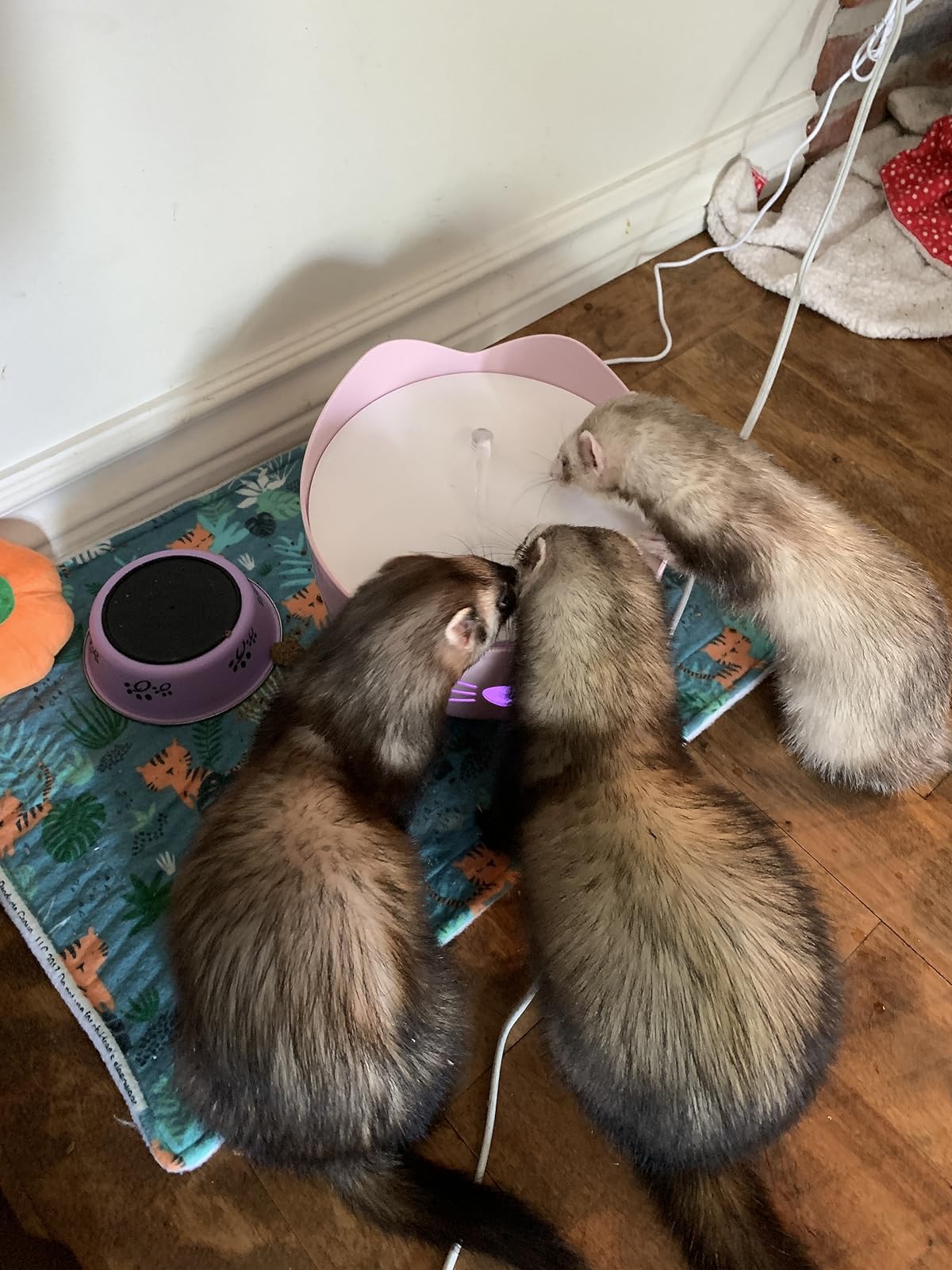 Feisty Ferret Family's Amazon Page