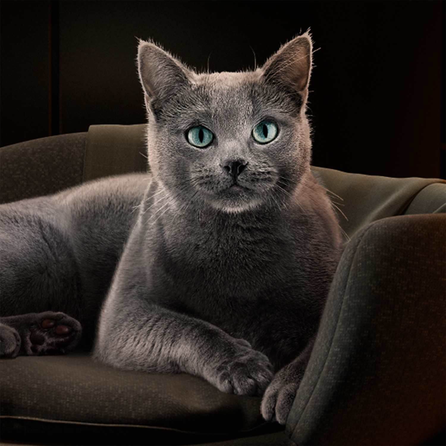 Amazon.co.uk: Sheba