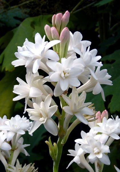 Buy Tuberose Fragrent Flower Bulbs 1 Pcs | Easy to grow | Organic Seeds ...
