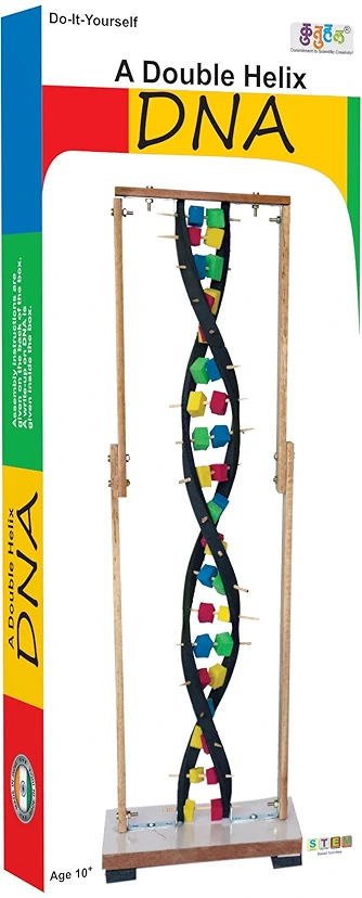 Buy DNA Model Making Kit | KUTUHAL